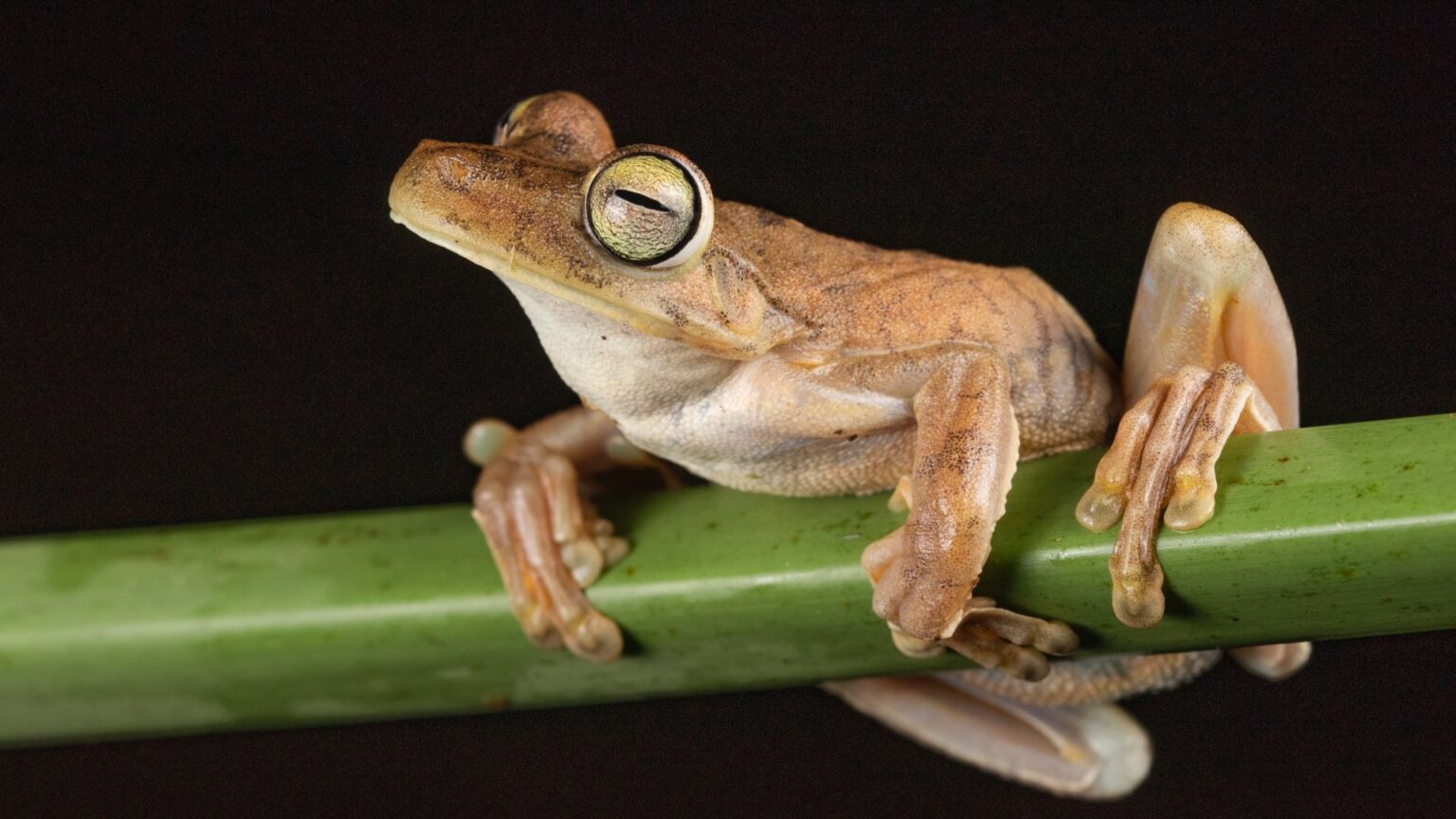 Macaw Lodge – An outgrowth of our passsion where you can indulge yours